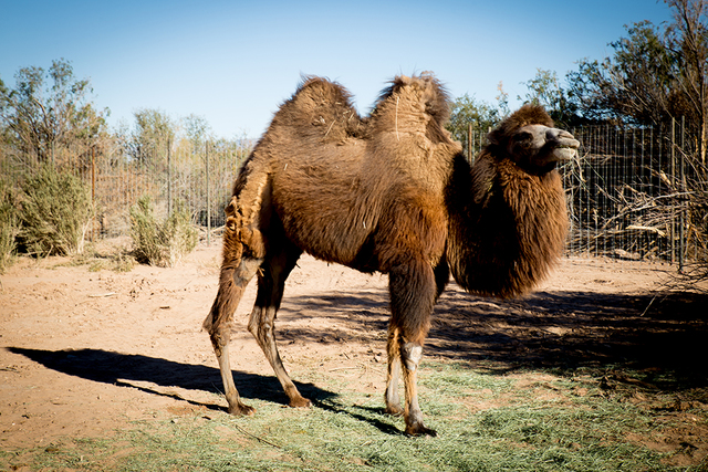 Washington entrepreneur opens Camel Safari in Bunkerville | Las Vegas ...